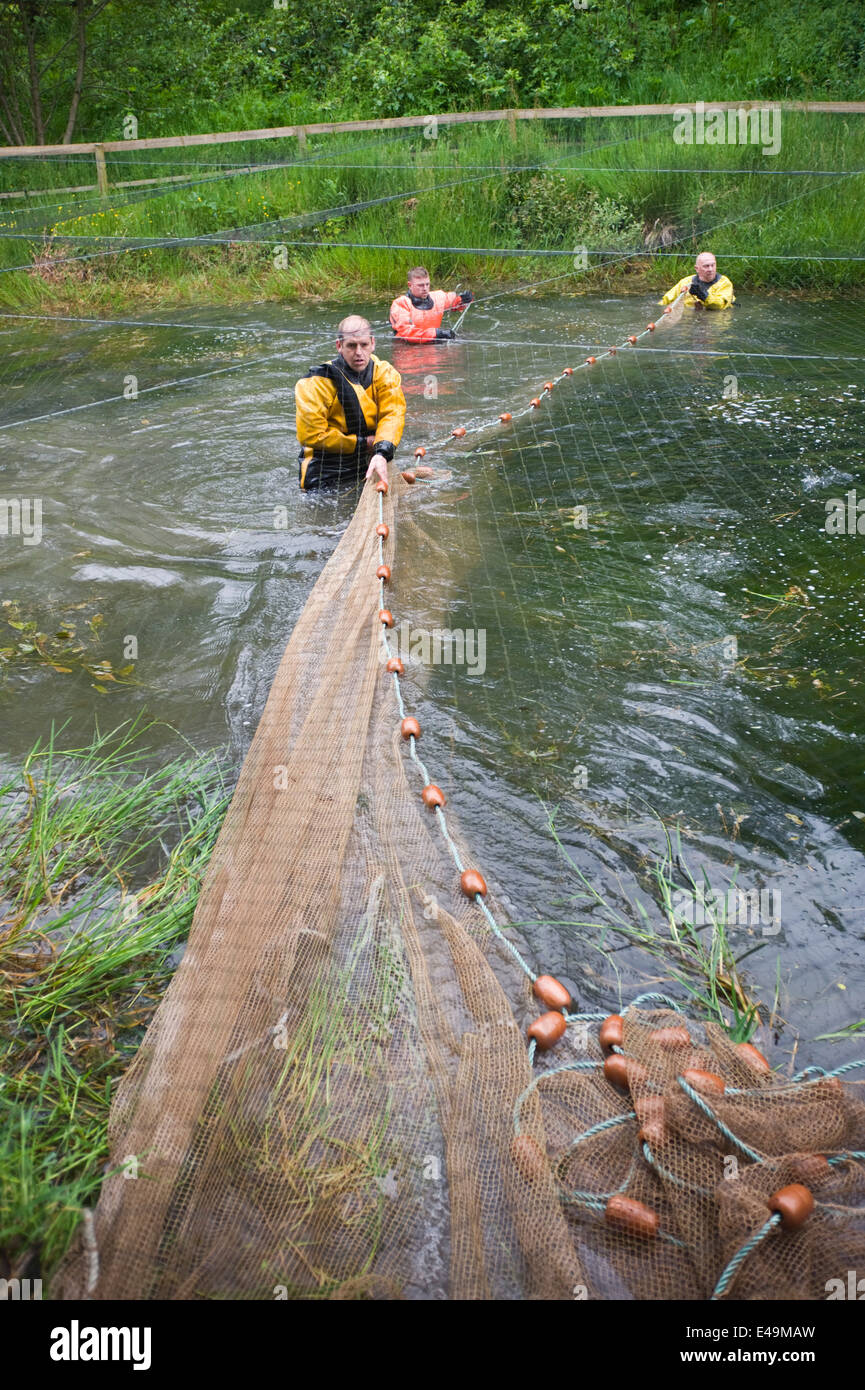 Natural Resources Wales staff netting a semi-natural rearing pond used ...