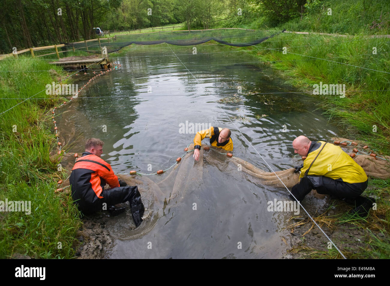 Natural Resources Wales staff netting a semi-natural rearing pond used ...