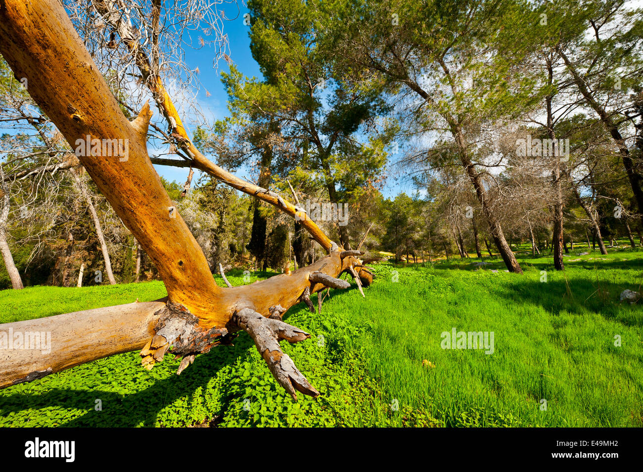 Bent dead tree hi-res stock photography and images - Alamy