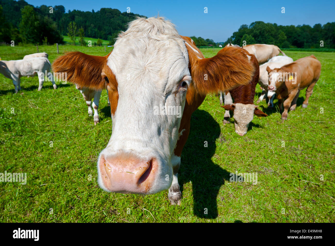 Grazing Cows Stock Photo - Alamy