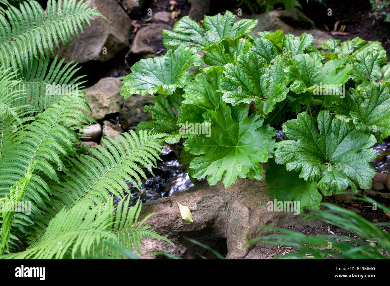Astilboides Tabularis High Resolution Stock Photography and Images - Alamy