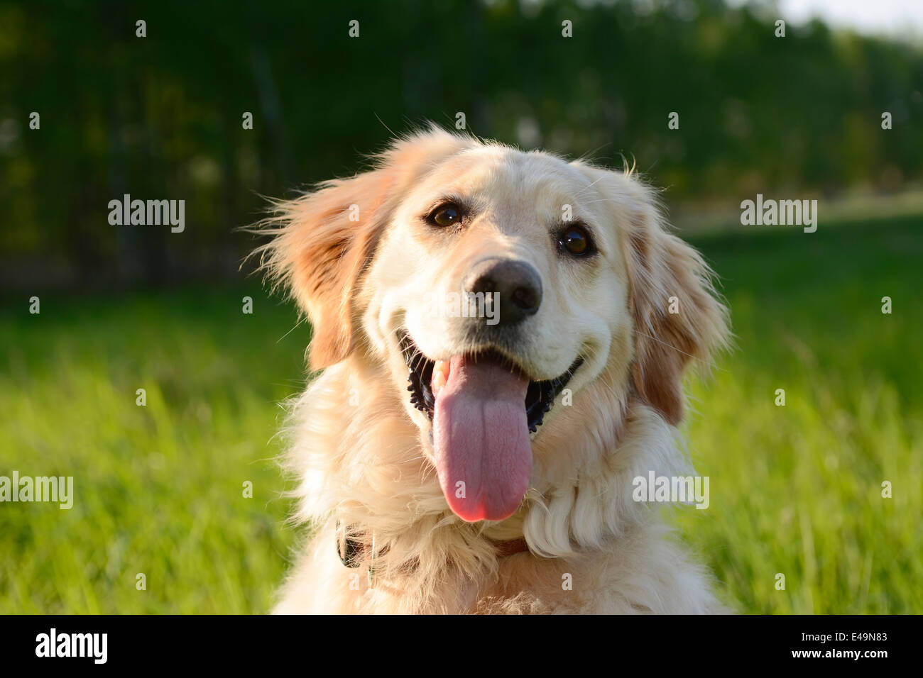 Golden retriever photography hi-res stock photography and images - Alamy