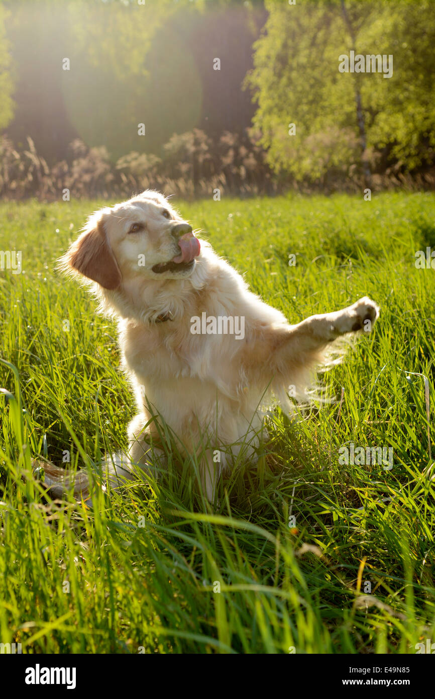 Portrait of Golden Retriever giving paw Stock Photo - Alamy