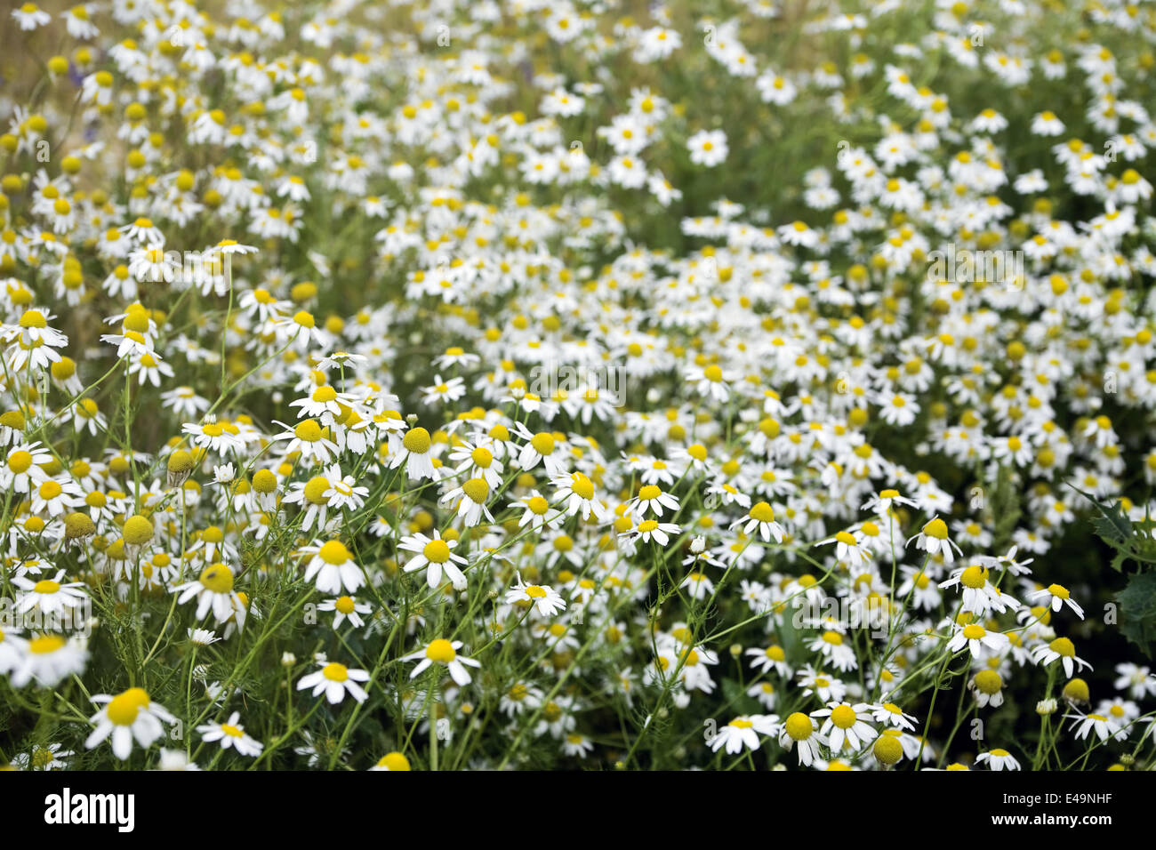 Small white flowers Stock Photo - Alamy
