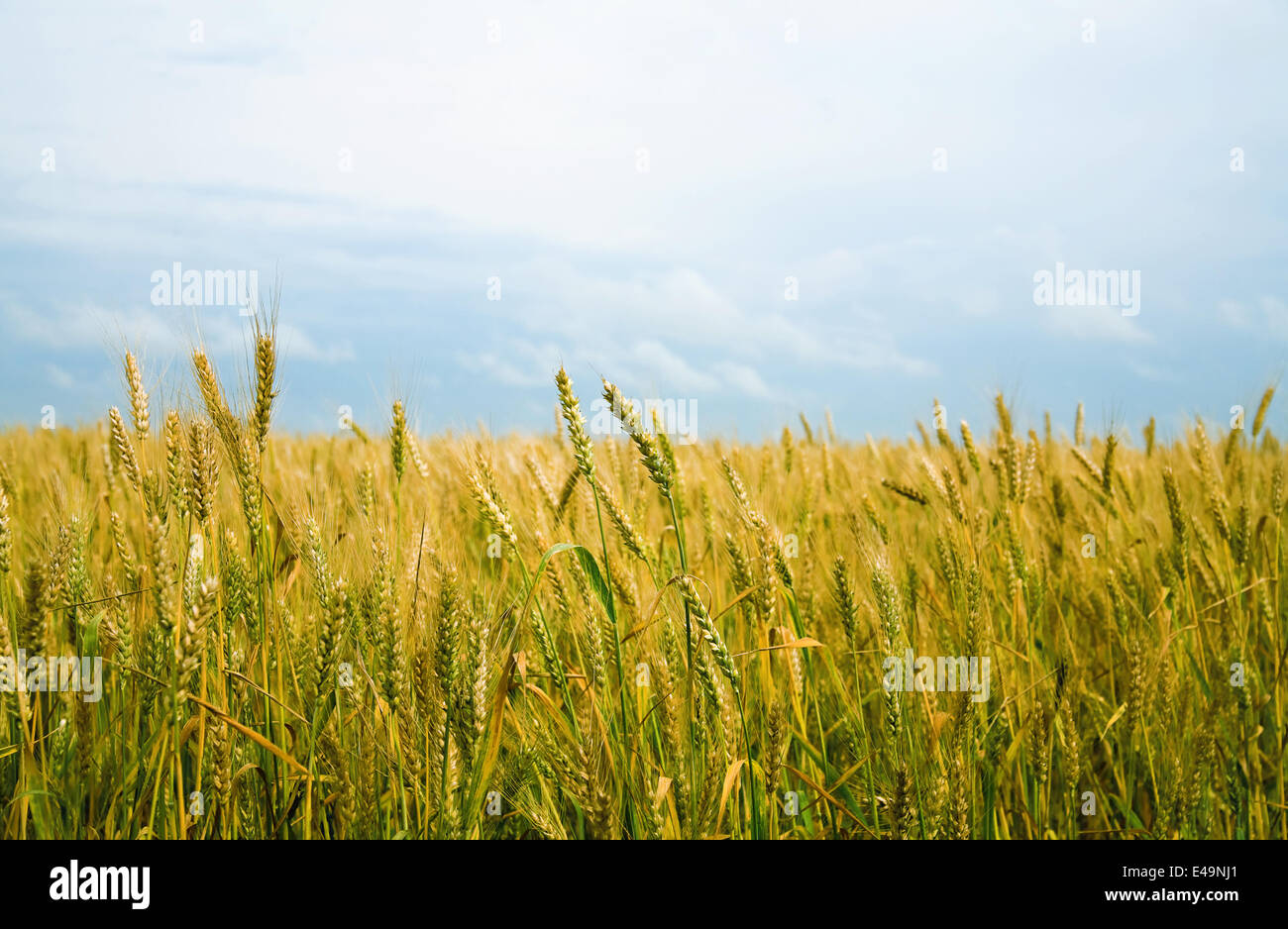 field of a golden Stock Photo - Alamy