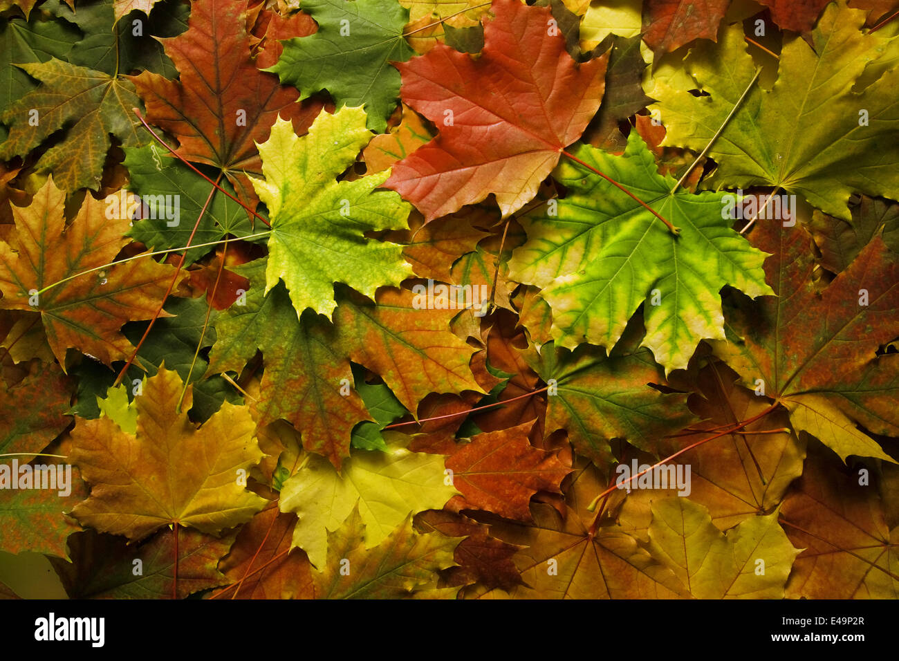 Beautiful red and yellow leaves Stock Photo - Alamy
