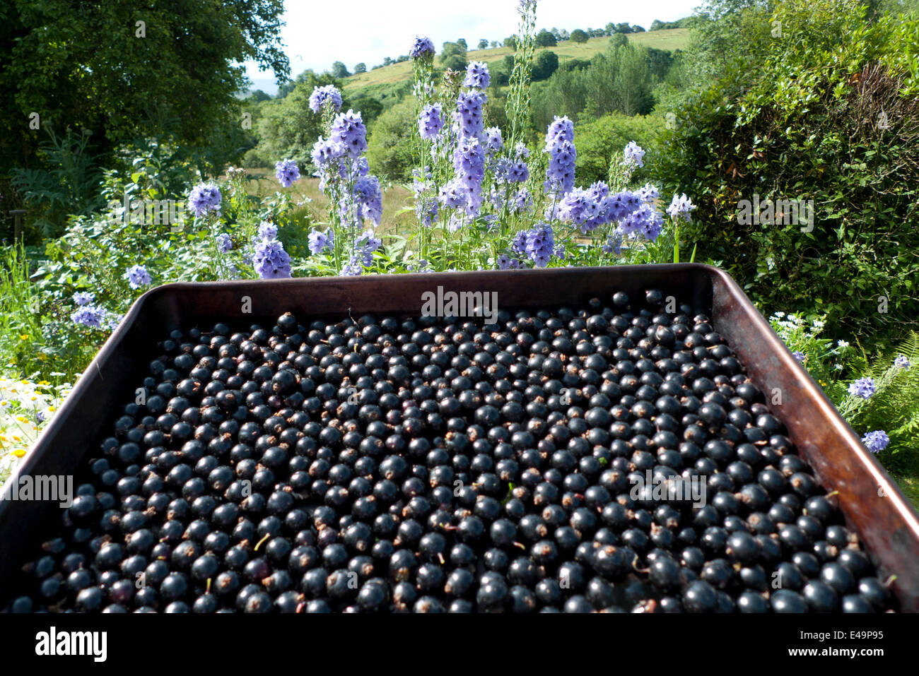 Picking blackcurrants hi-res stock photography and images - Alamy