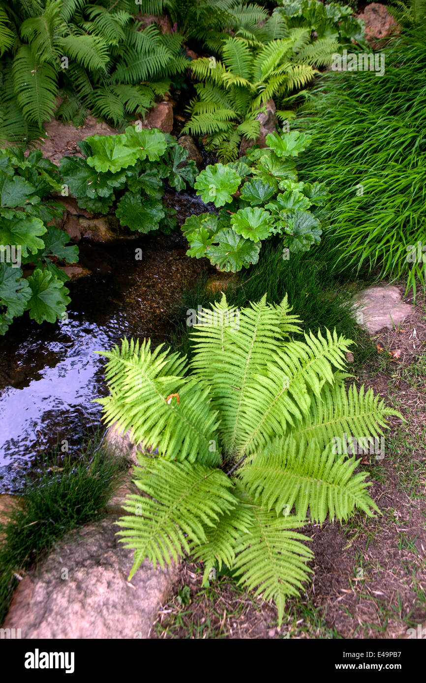Darmera peltata plant for a shady area and does best in heavy, wet soil ...