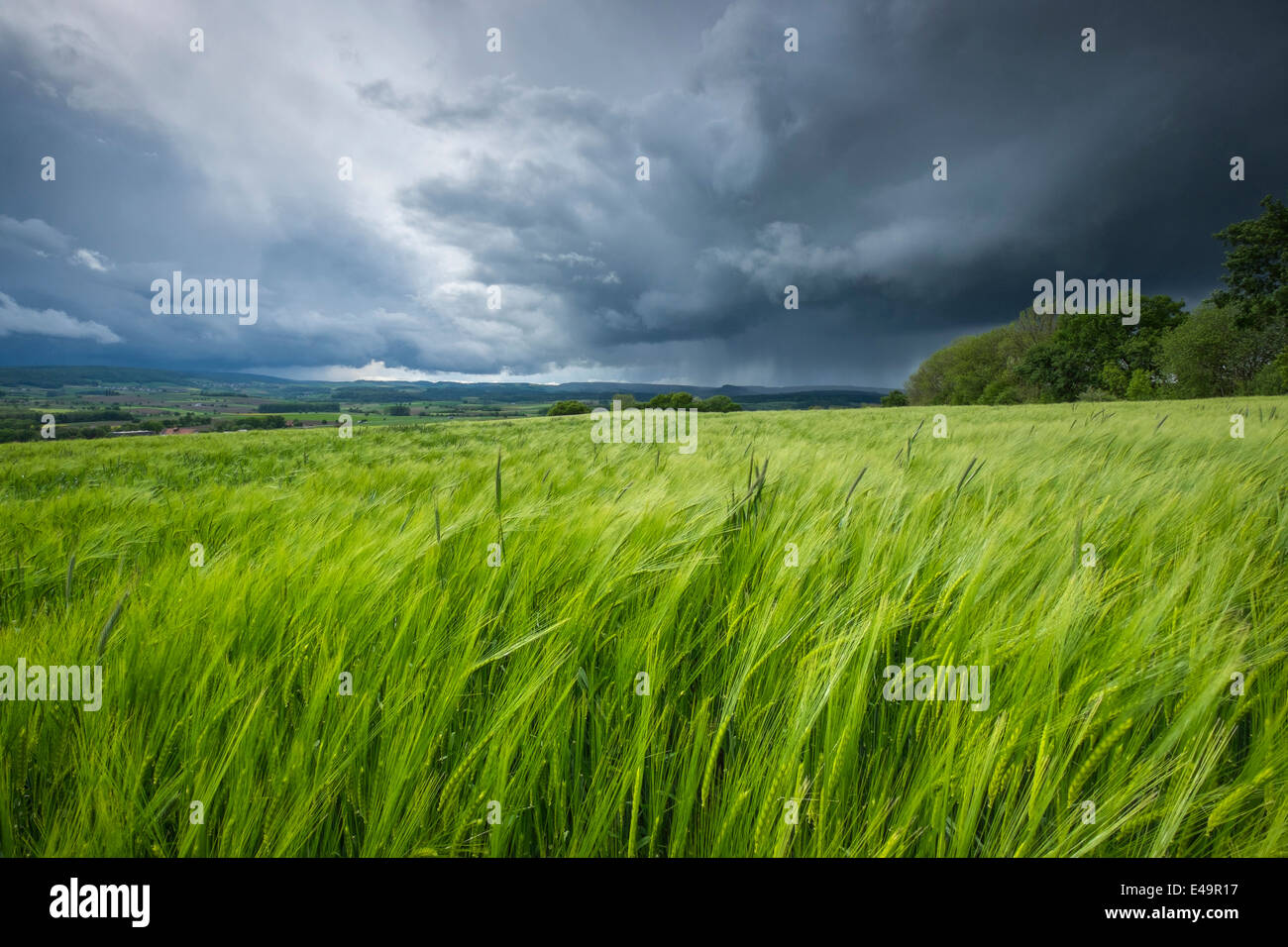 Germany, Baden-Wuerttemberg, Constance district, barkley field at Hegau ...