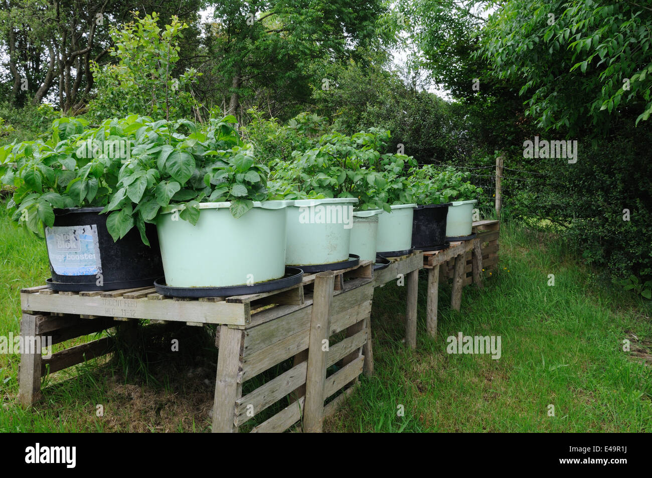 new potatoes growing in tubs on wooden crates in an allotment Stock ...