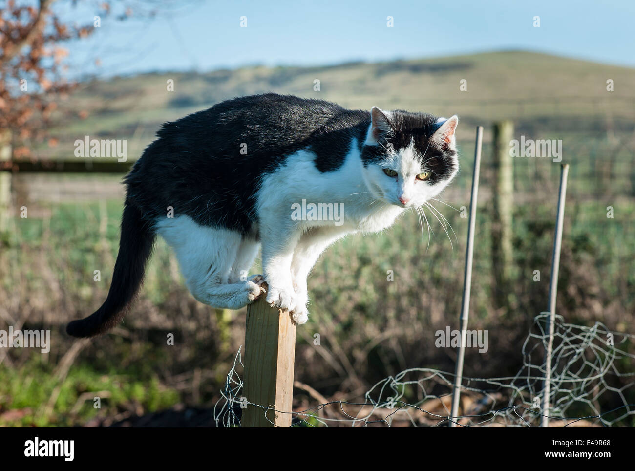Black and white cat perched on garden post in alert posture during ...