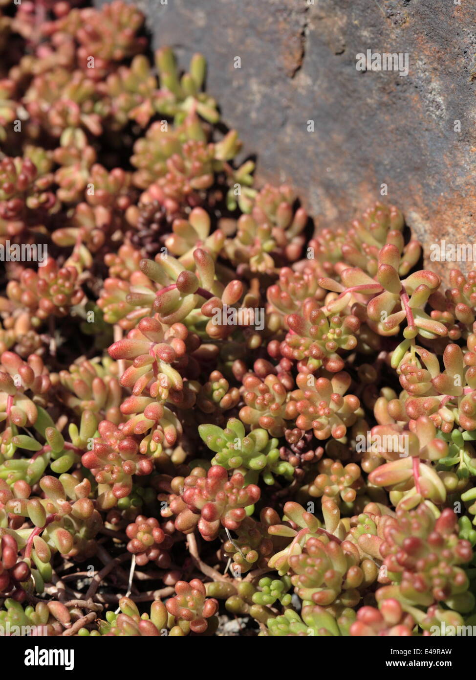 White stonecrop - Sedum album Stock Photo - Alamy