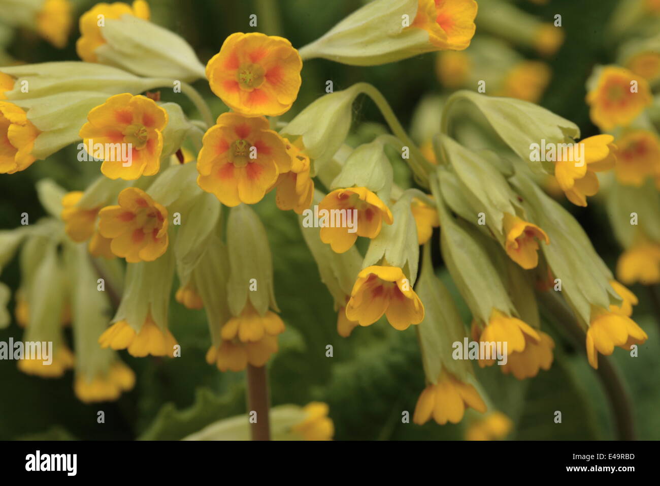 Common cowslip - Primula veris Stock Photo - Alamy