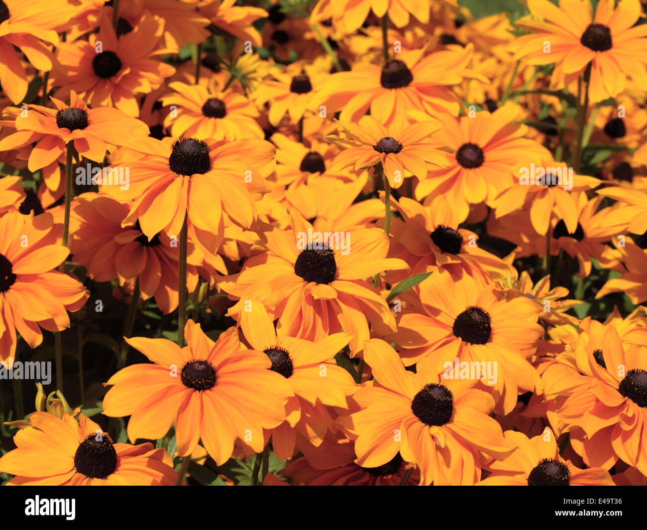 Black-eyed Susan - Rudbeckia hirta Stock Photo - Alamy