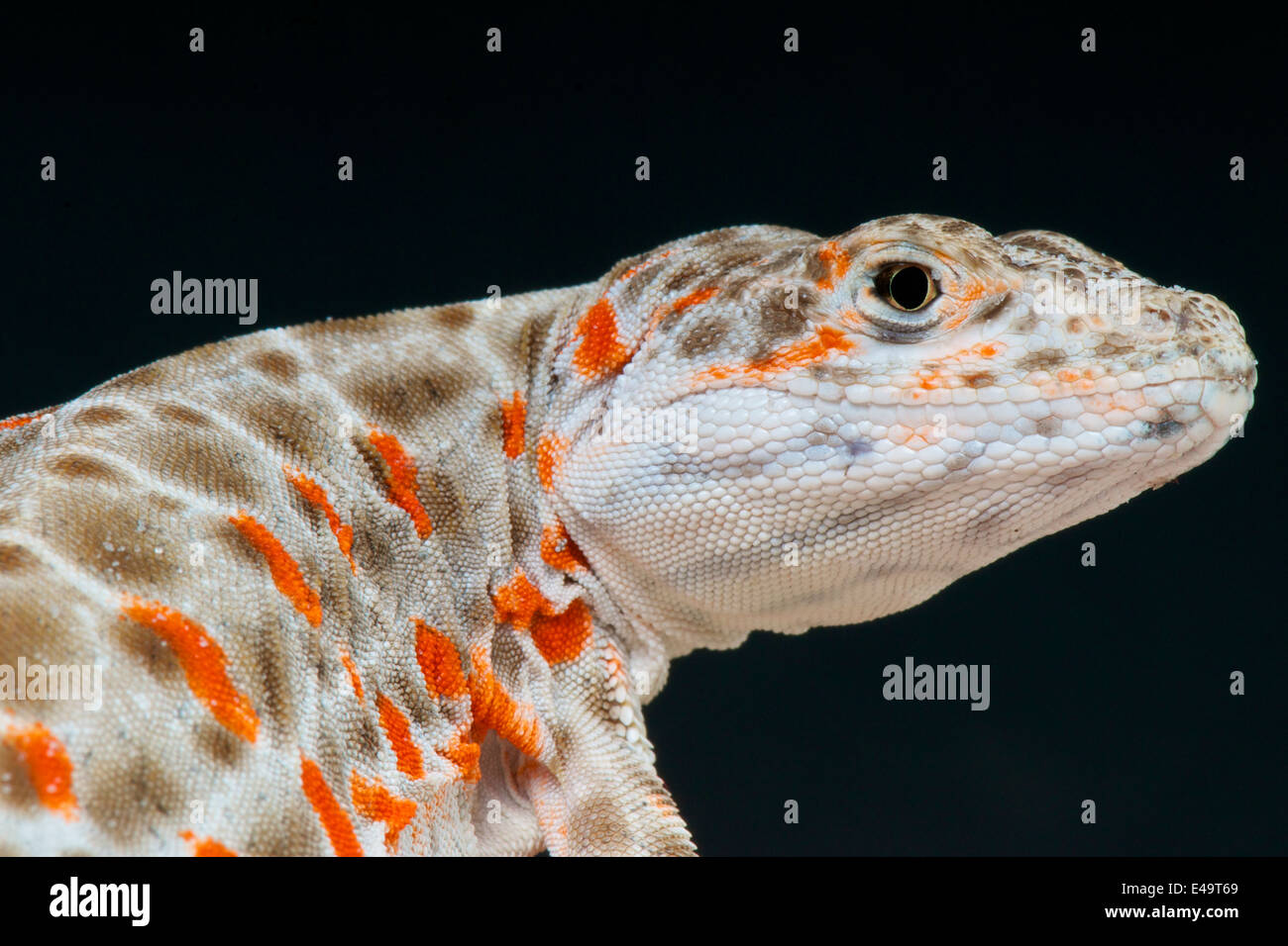 Long nosed leopard lizard hi-res stock photography and images - Alamy
