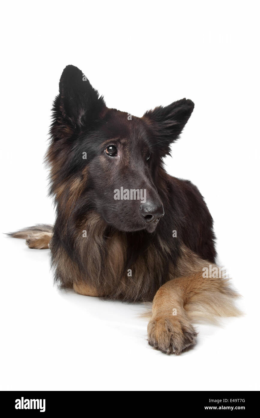 Old German Shepherd Dog Stock Photo - Alamy
