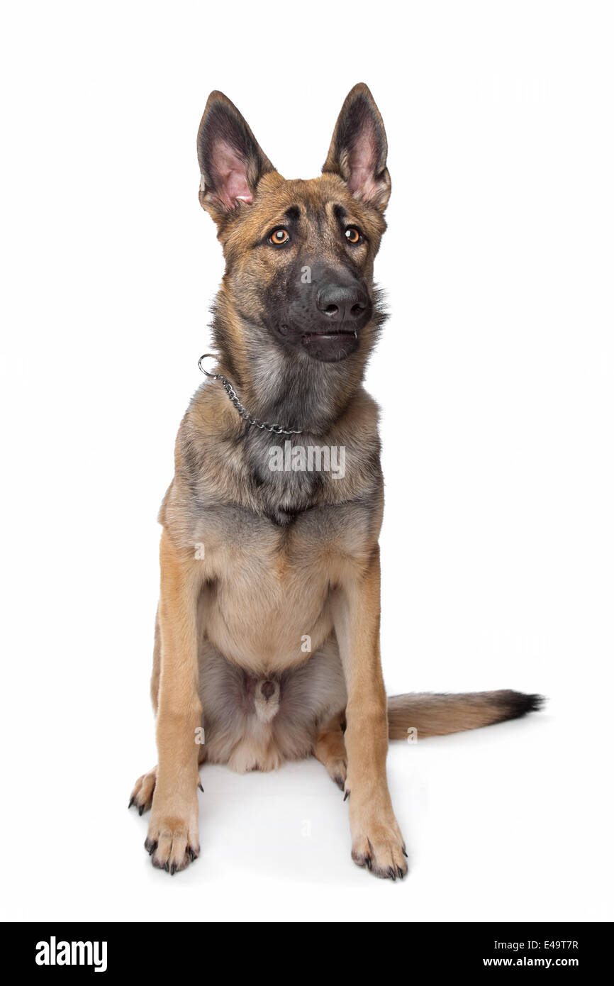 Shepherd with his animals Cut Out Stock Images & Pictures - Alamy