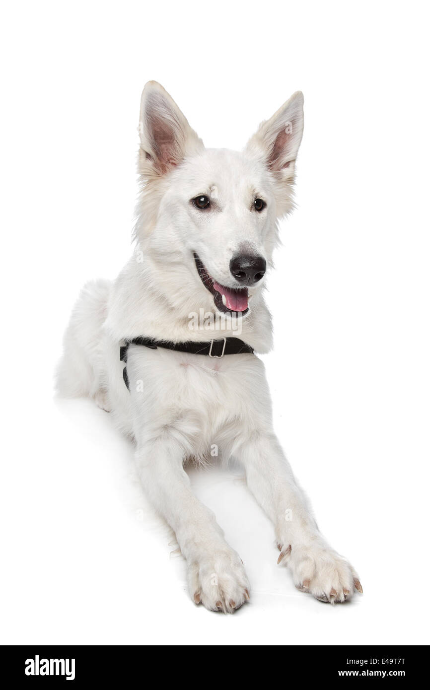 White shepherd dog Stock Photo - Alamy