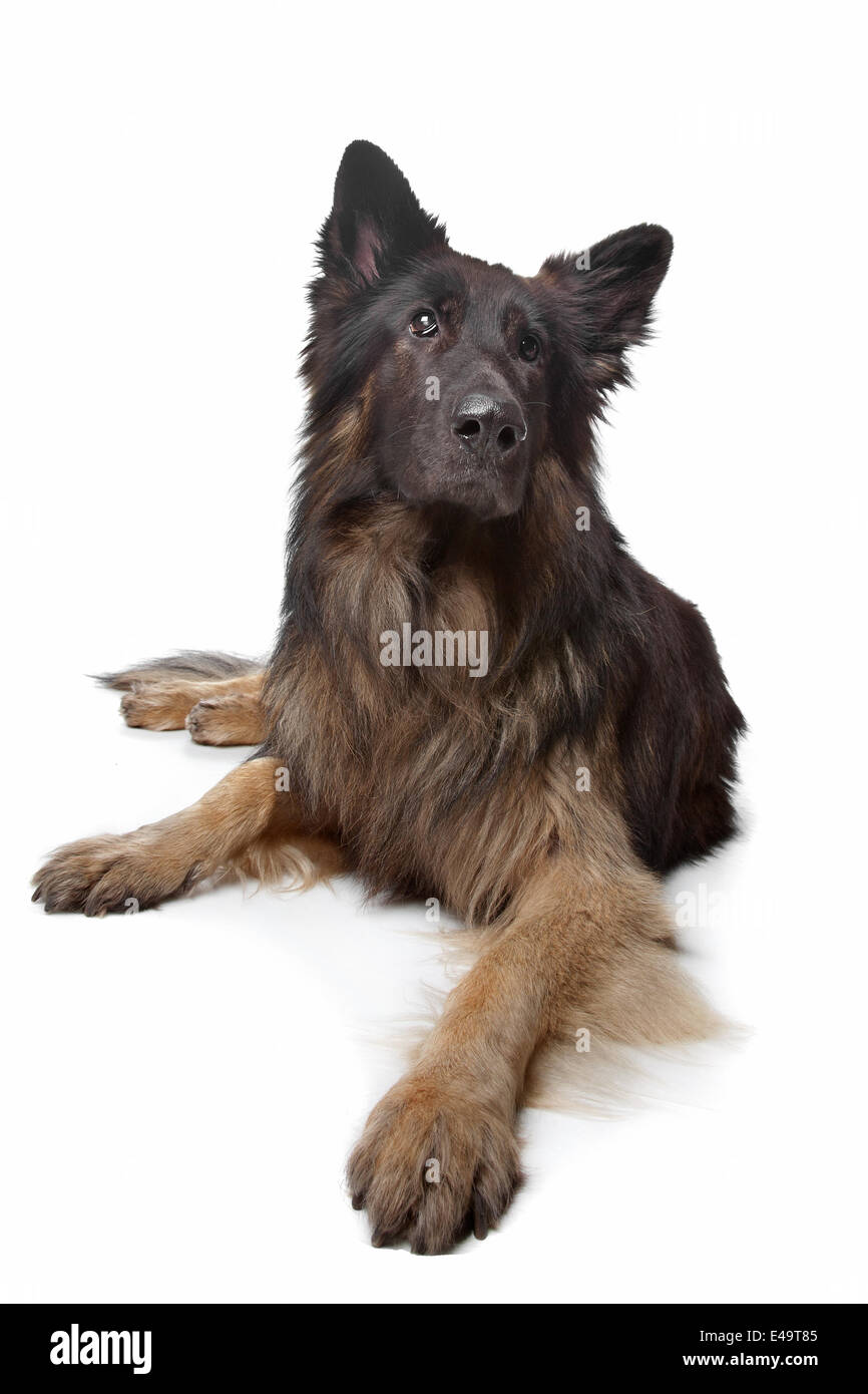 Old german shepherd dog hi-res stock photography and images - Alamy