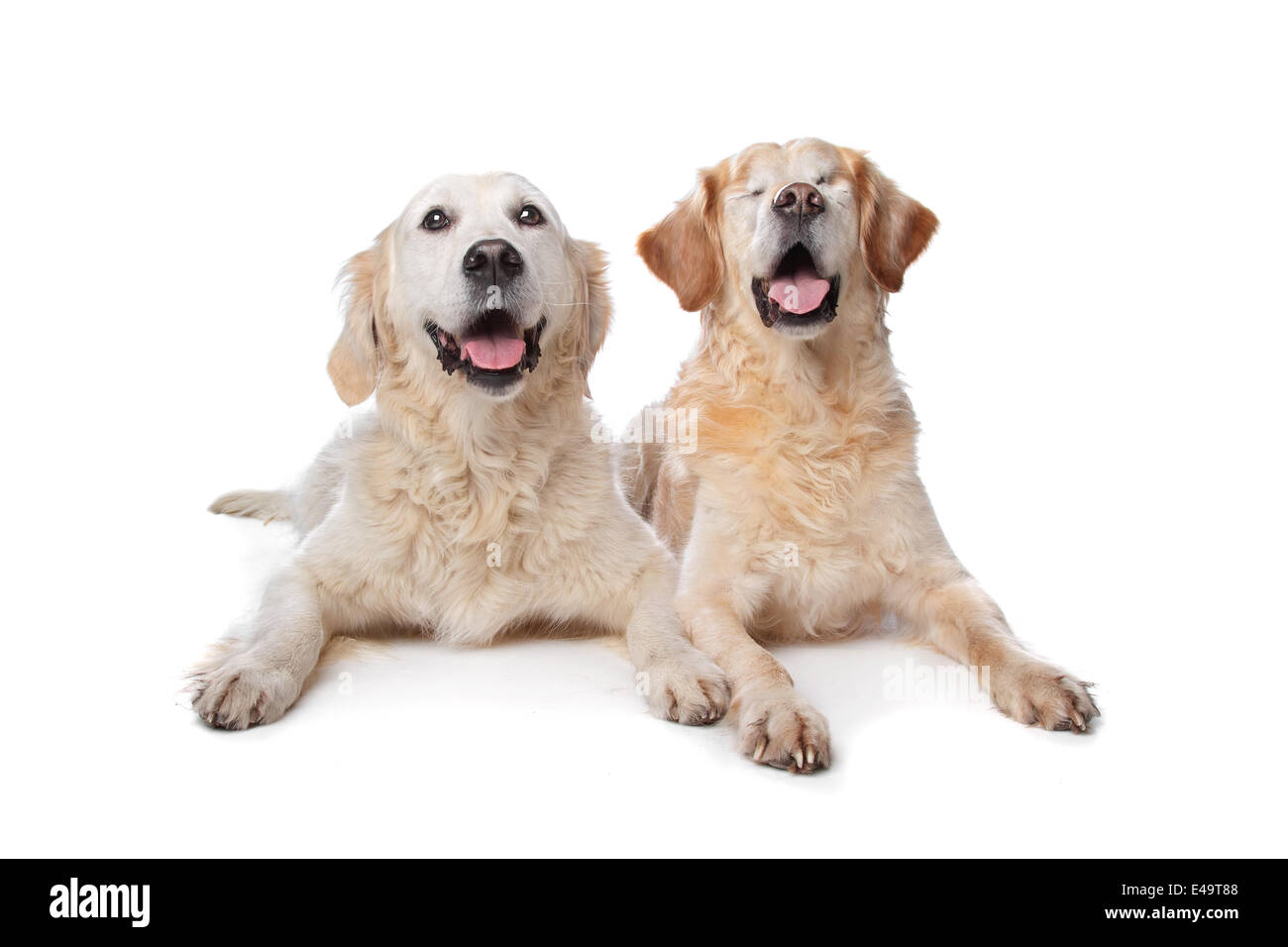 Two Golden Retriever dogs Stock Photo - Alamy