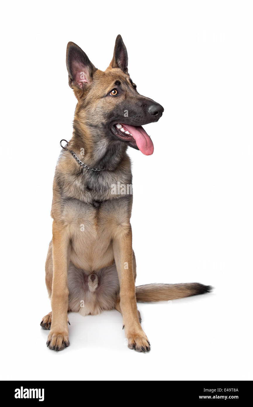 Shepherd with his animals Cut Out Stock Images & Pictures - Alamy