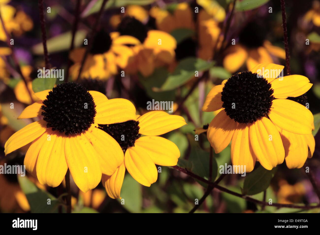 Rudbeckia triloba hi-res stock photography and images - Alamy