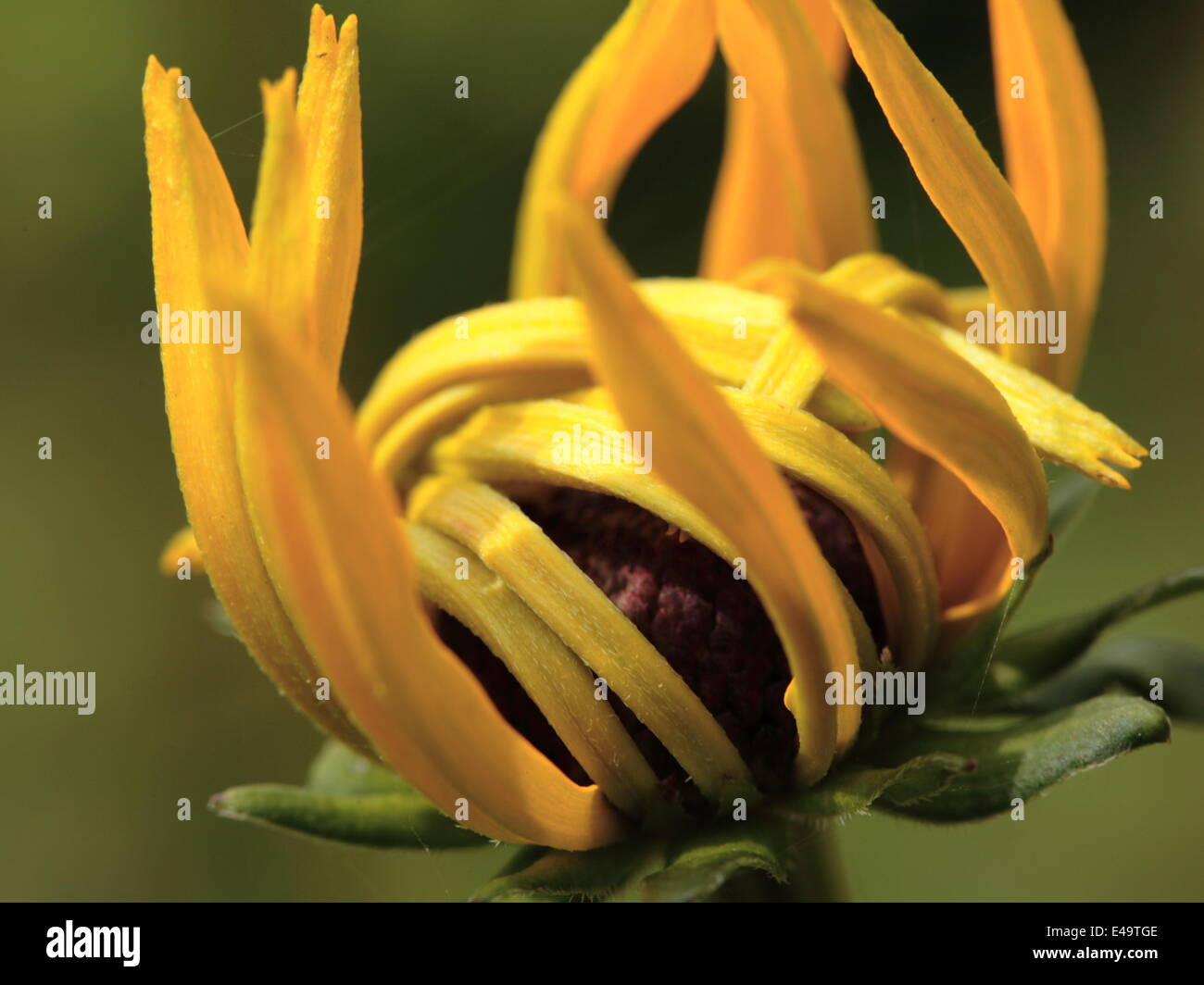 Sullivants coneflower hi-res stock photography and images - Alamy