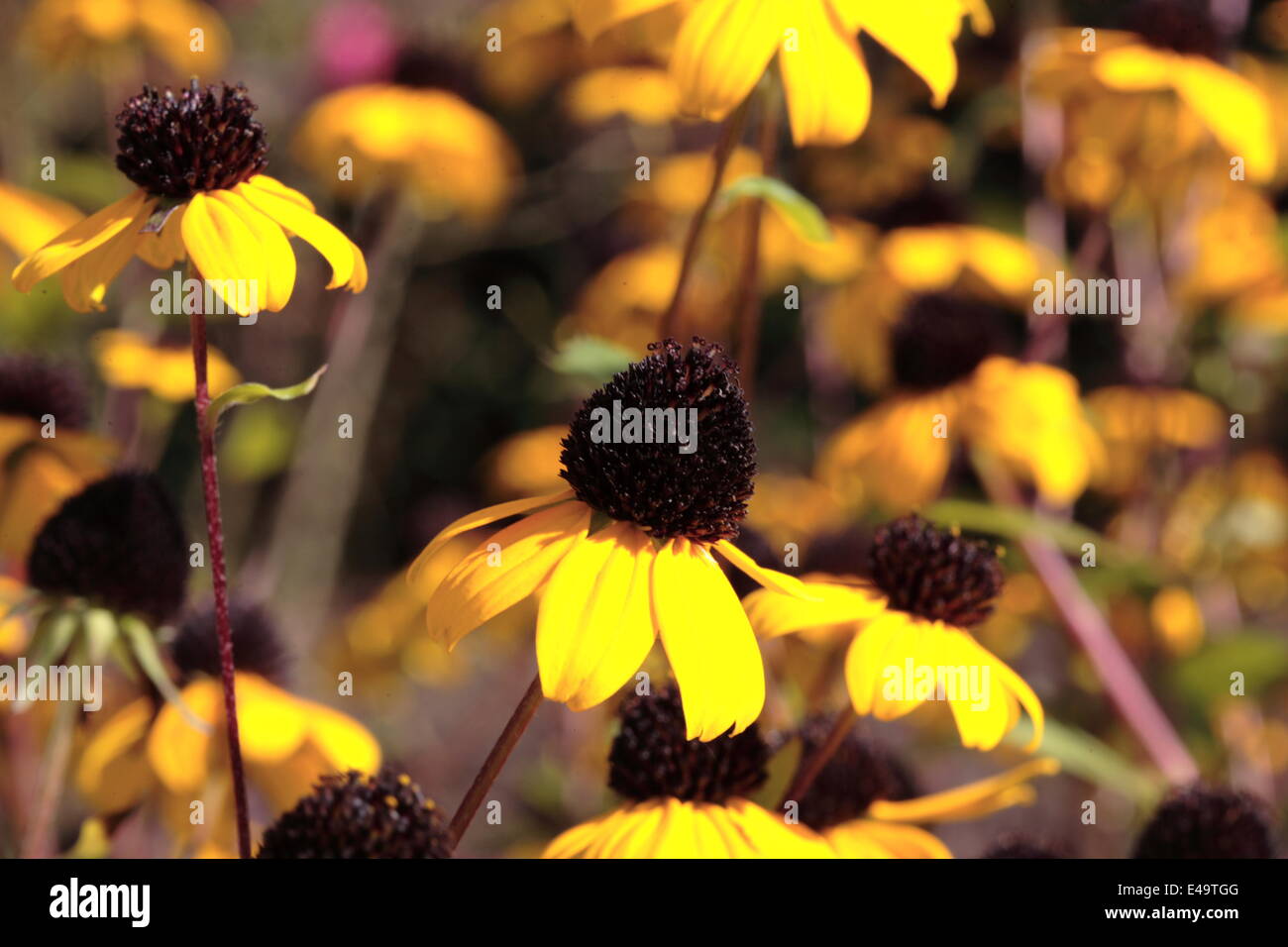 Rudbeckia triloba hi-res stock photography and images - Alamy