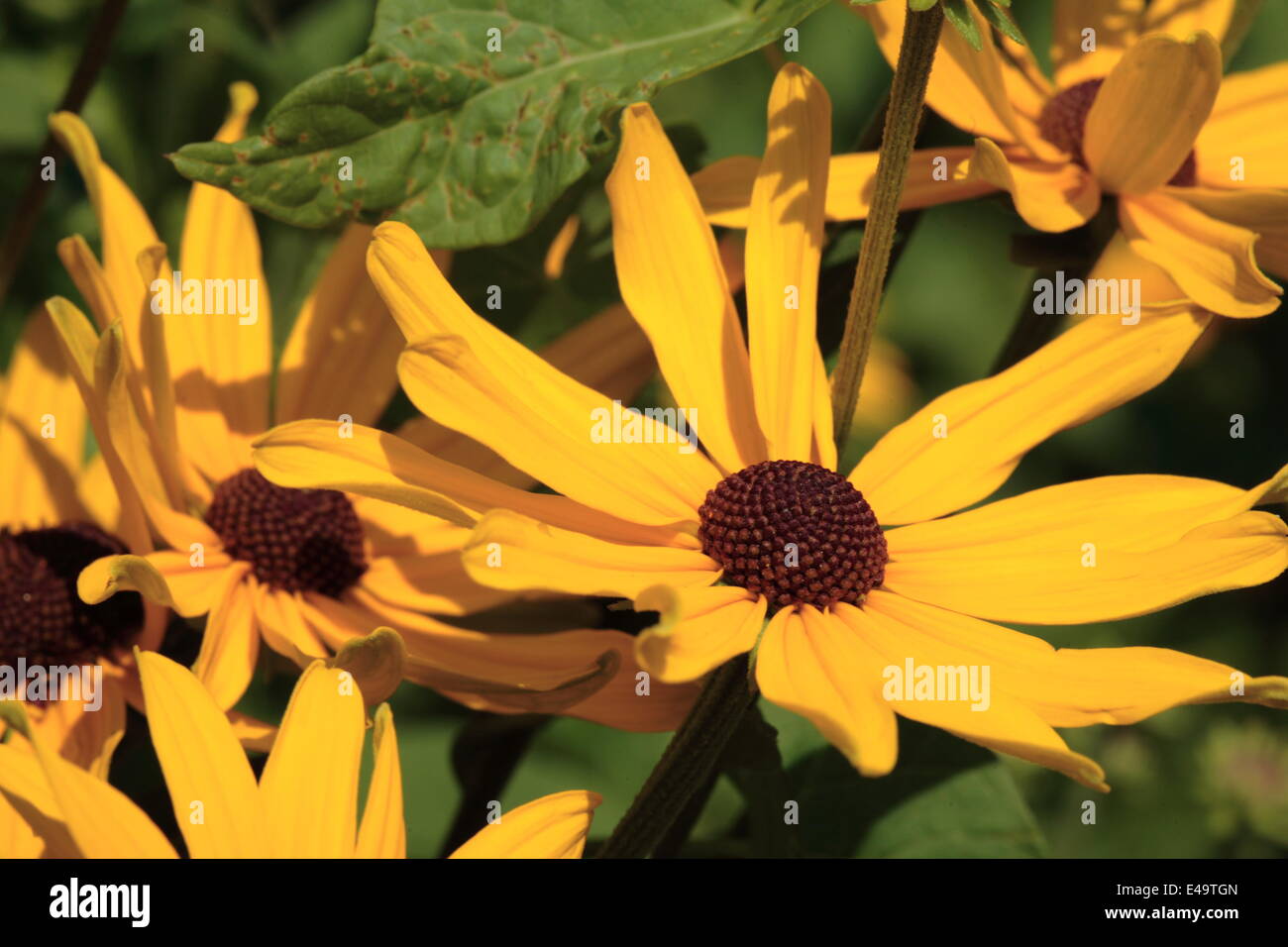 Sweet coneflower - Rudbeckia subtomentosa Stock Photo - Alamy