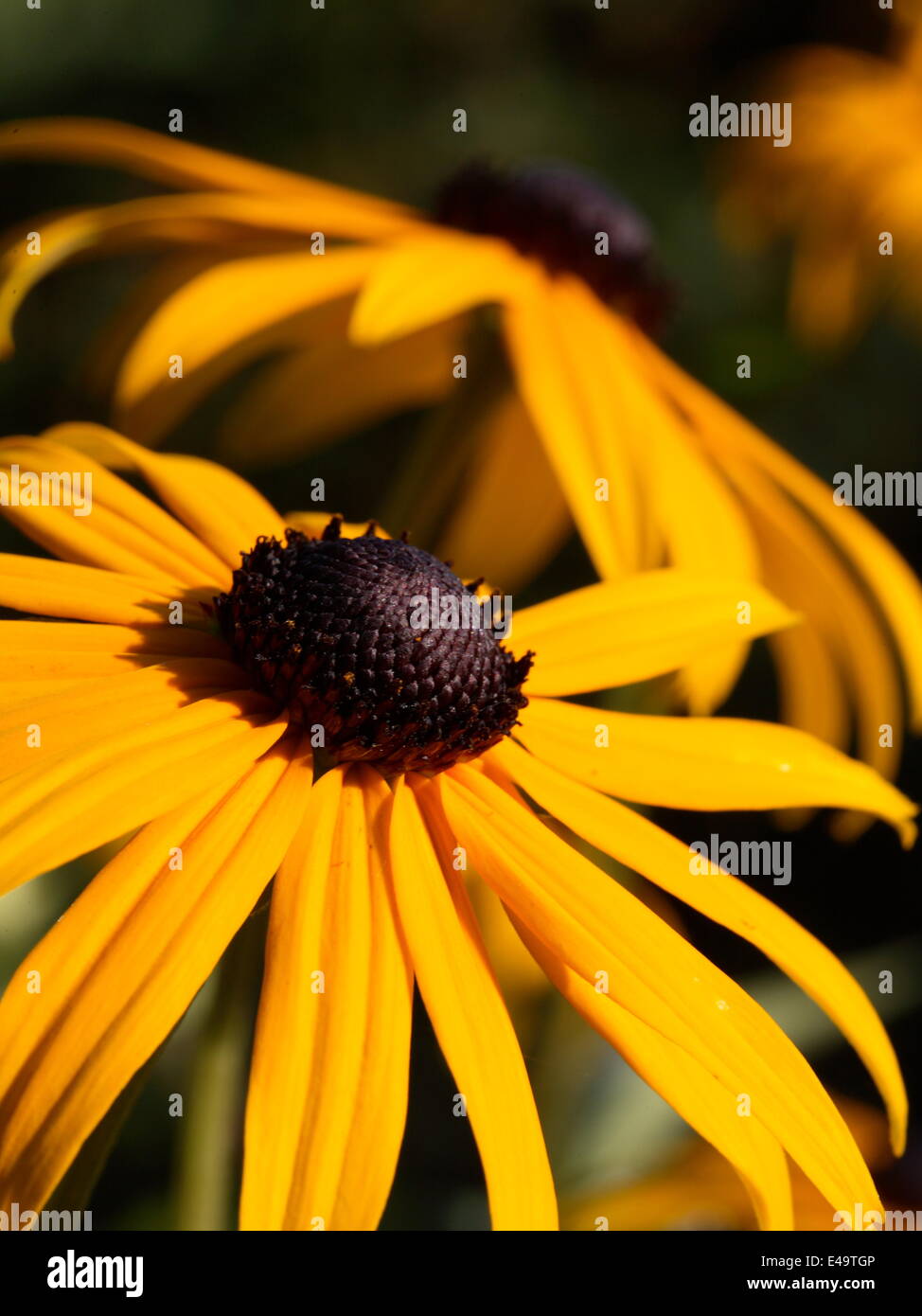 Sullivants coneflower hi-res stock photography and images - Alamy
