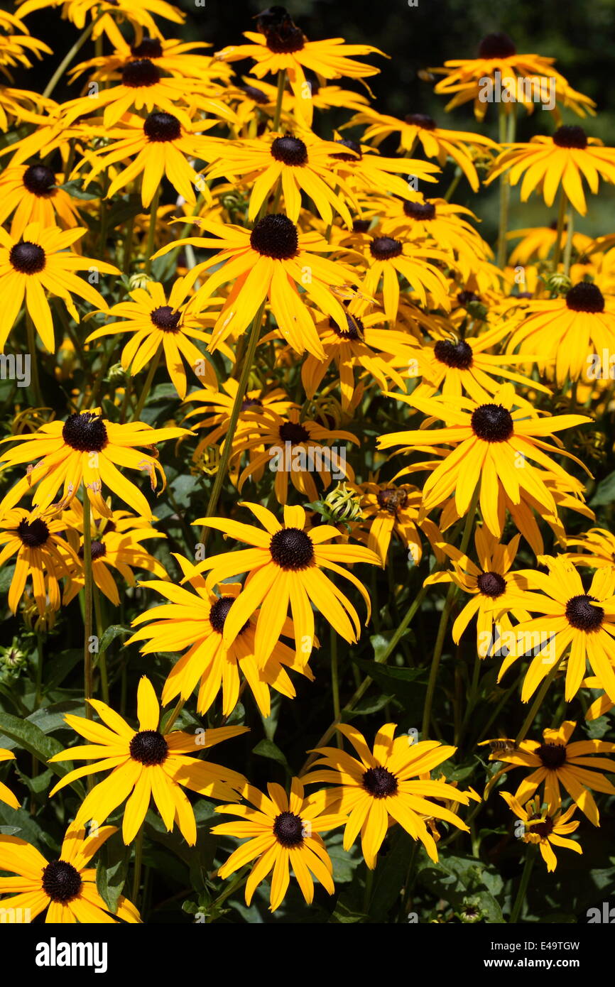 Sullivants coneflower hi-res stock photography and images - Alamy