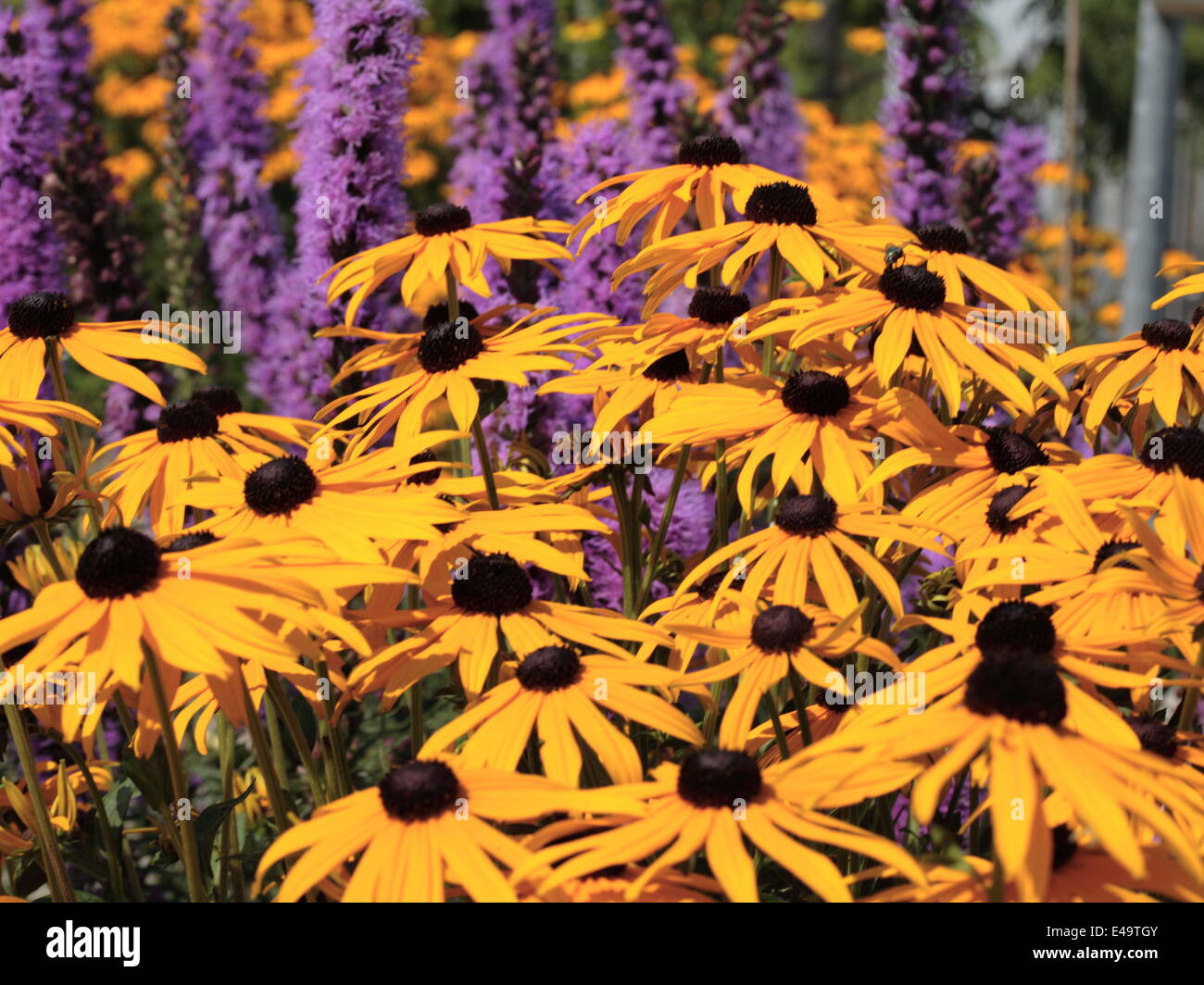 Sullivants coneflower hi-res stock photography and images - Alamy