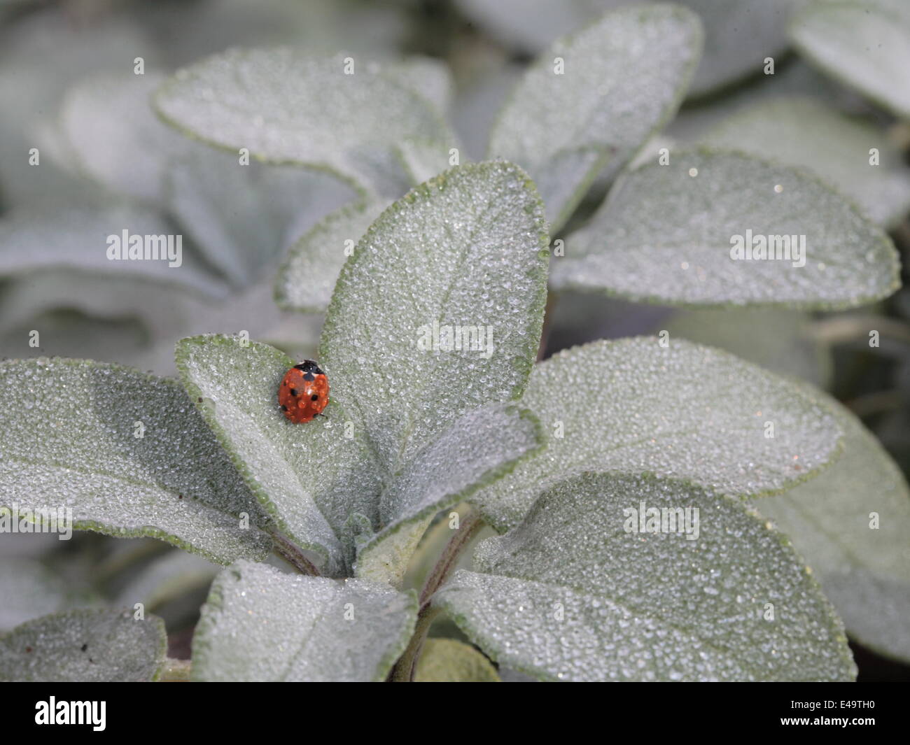 Garden sage - Salvia officinalis 'Berggarten' Stock Photo - Alamy