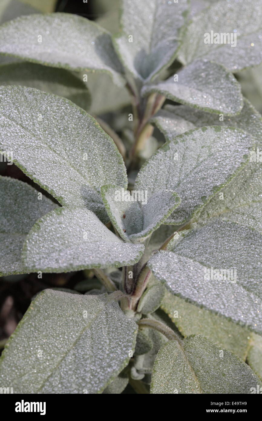Garden sage - Salvia officinalis 'Berggarten' Stock Photo - Alamy