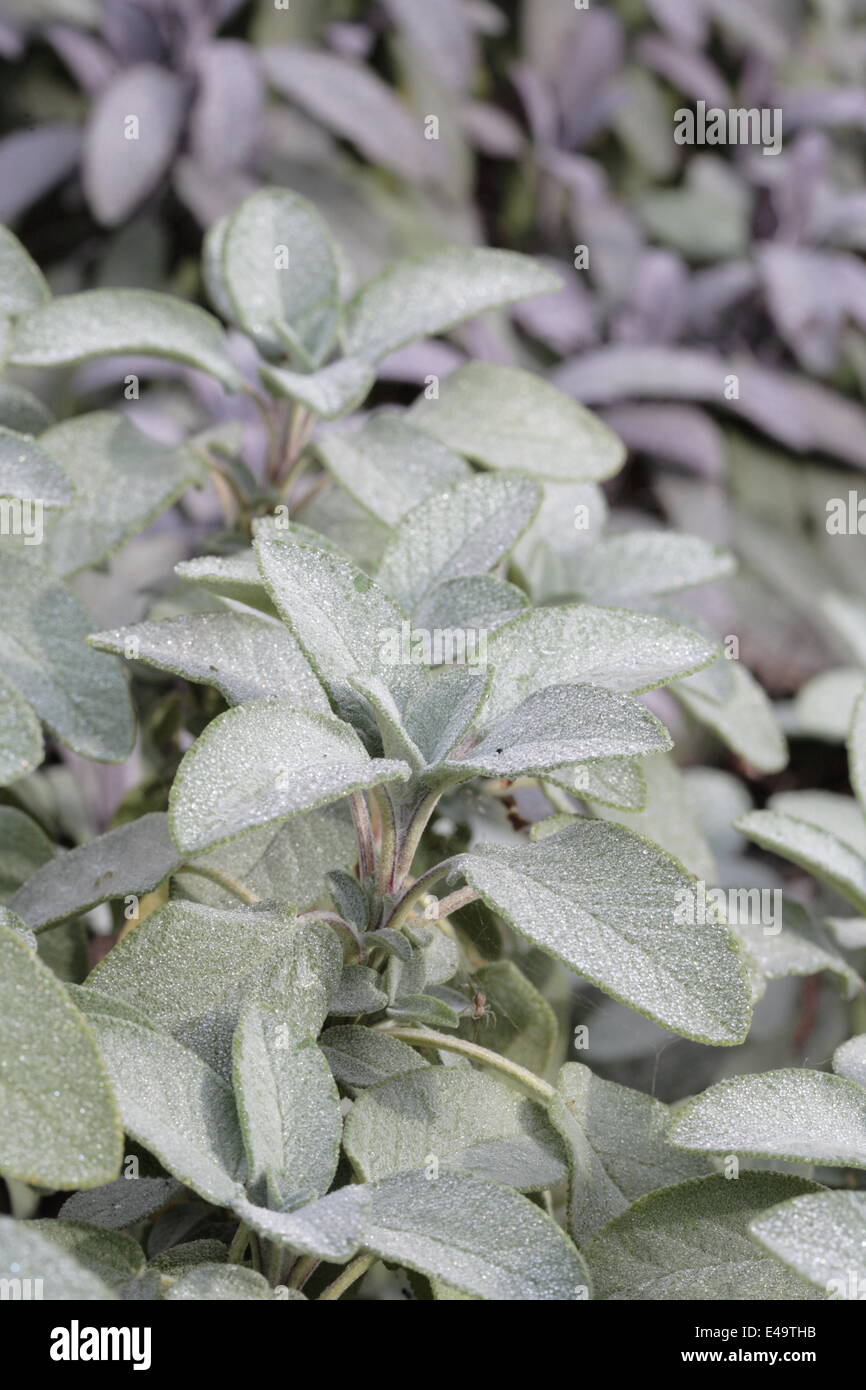 Garden sage - Salvia officinalis 'Berggarten' Stock Photo - Alamy