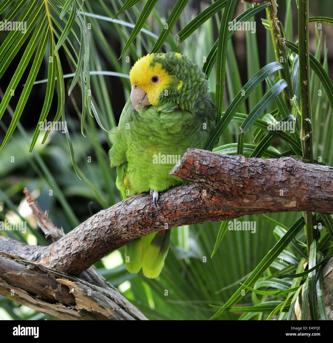Green parrot hi-res stock photography and images - Alamy