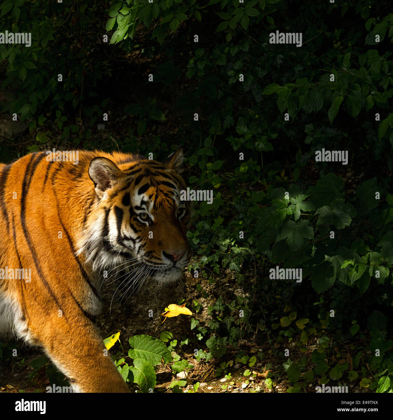 Indian Tiger (Panthera tigris), Portrait, Hellabrunn Zoo, Munich, Upper ...