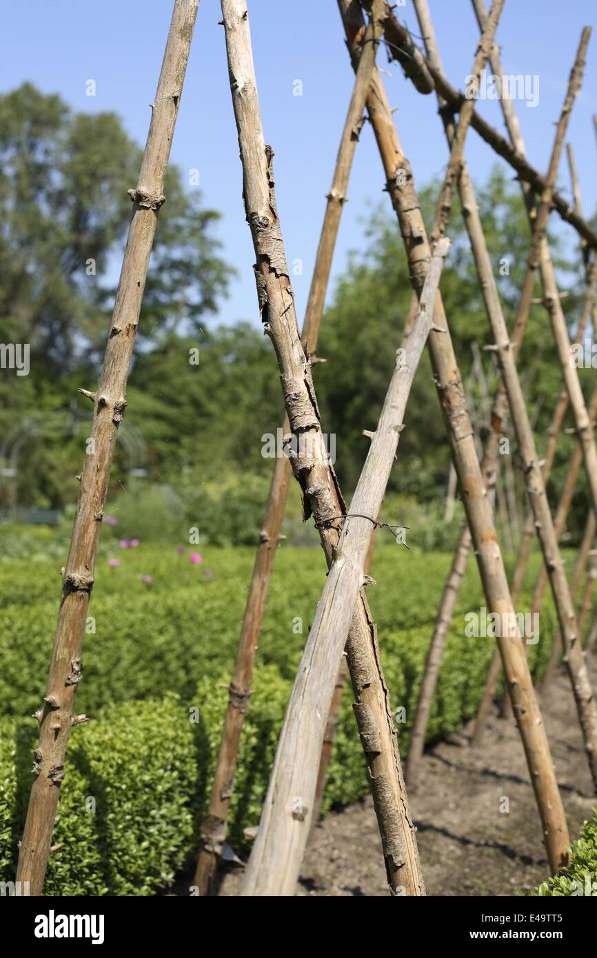 Beanpoles hi-res stock photography and images - Alamy