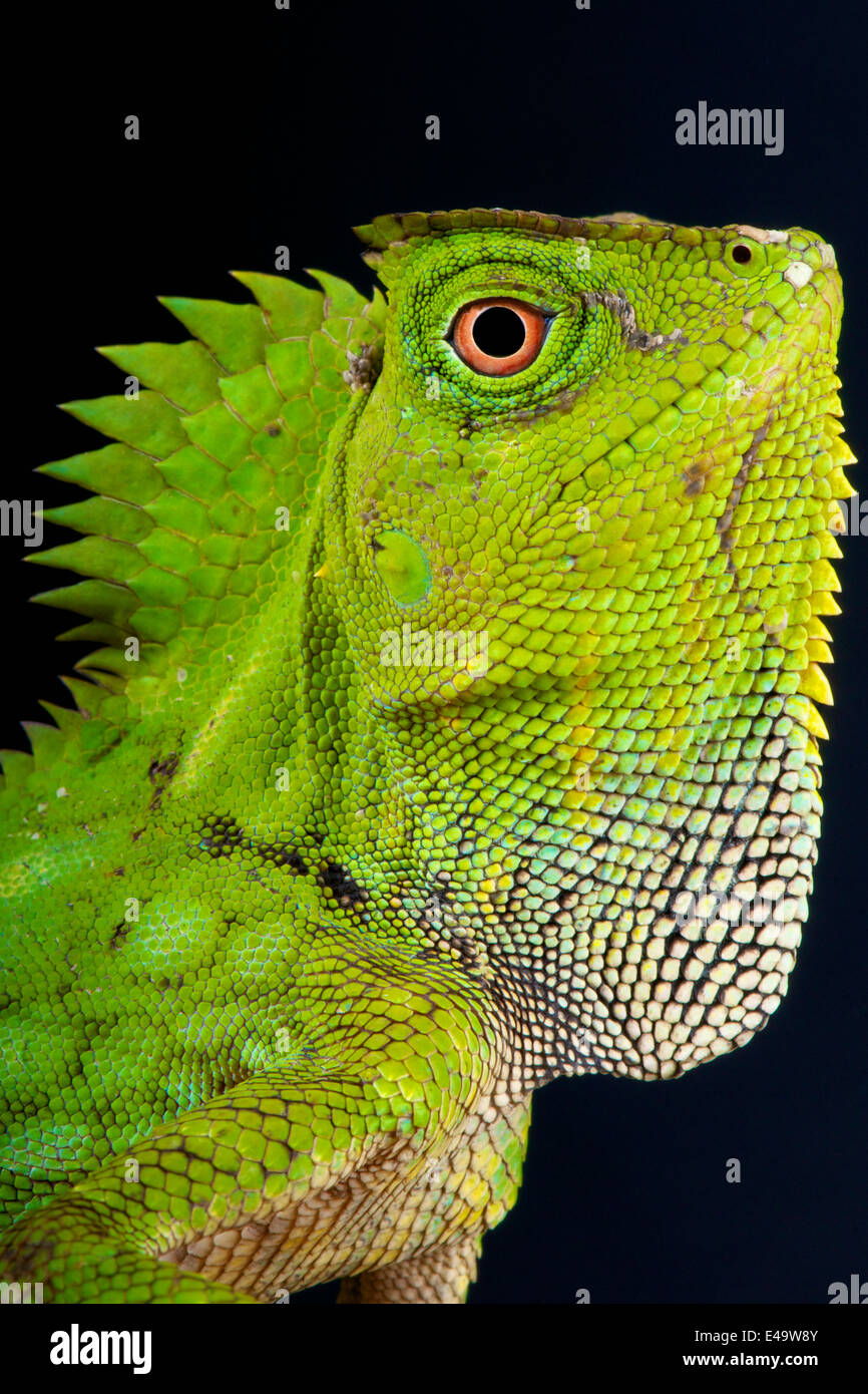 Chameleon forest dragon / Gonocephalus chamaeleontinus Stock Photo - Alamy