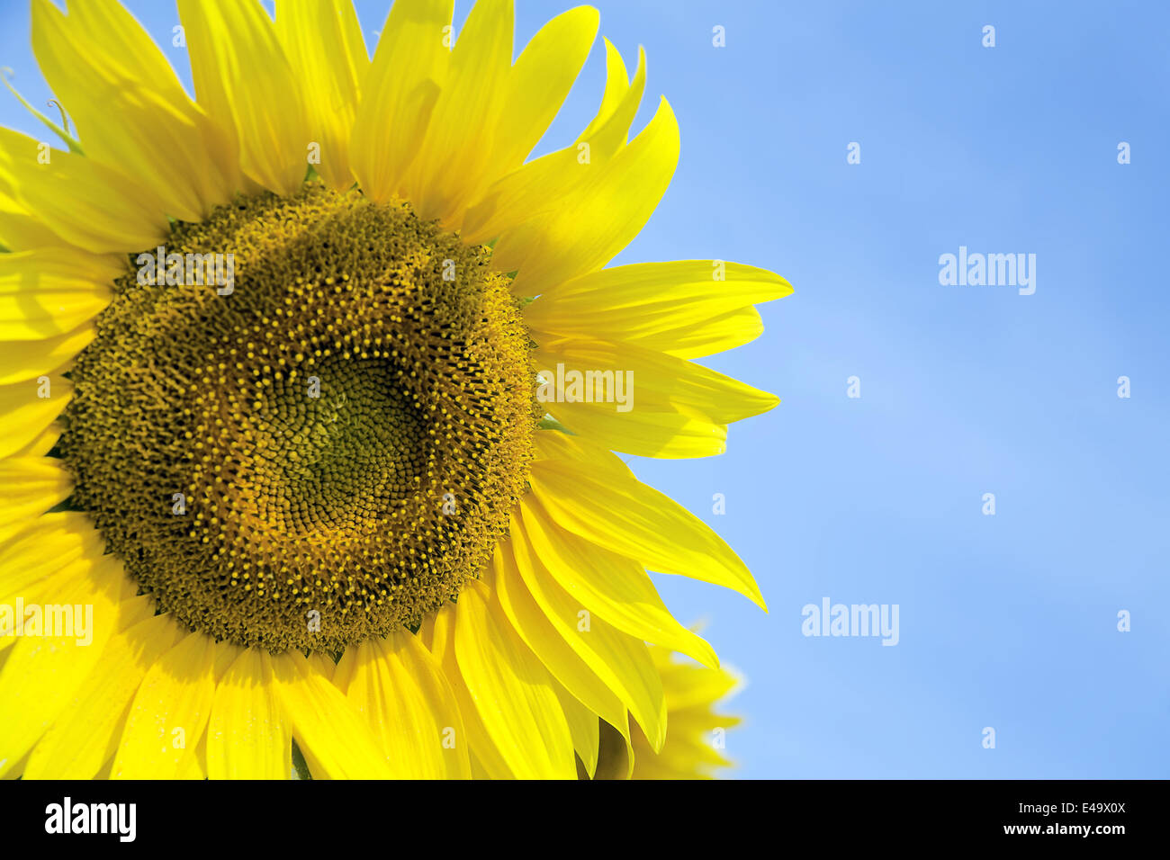 Ripe bright sunflowers growing Stock Photo - Alamy
