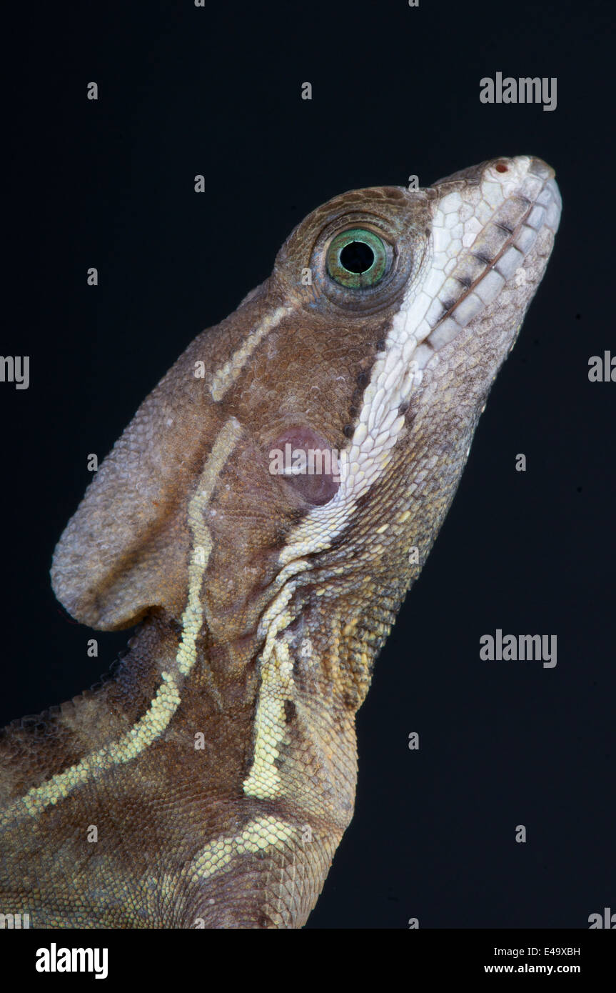 Basilisk / Basiliscus basiliscus Stock Photo - Alamy