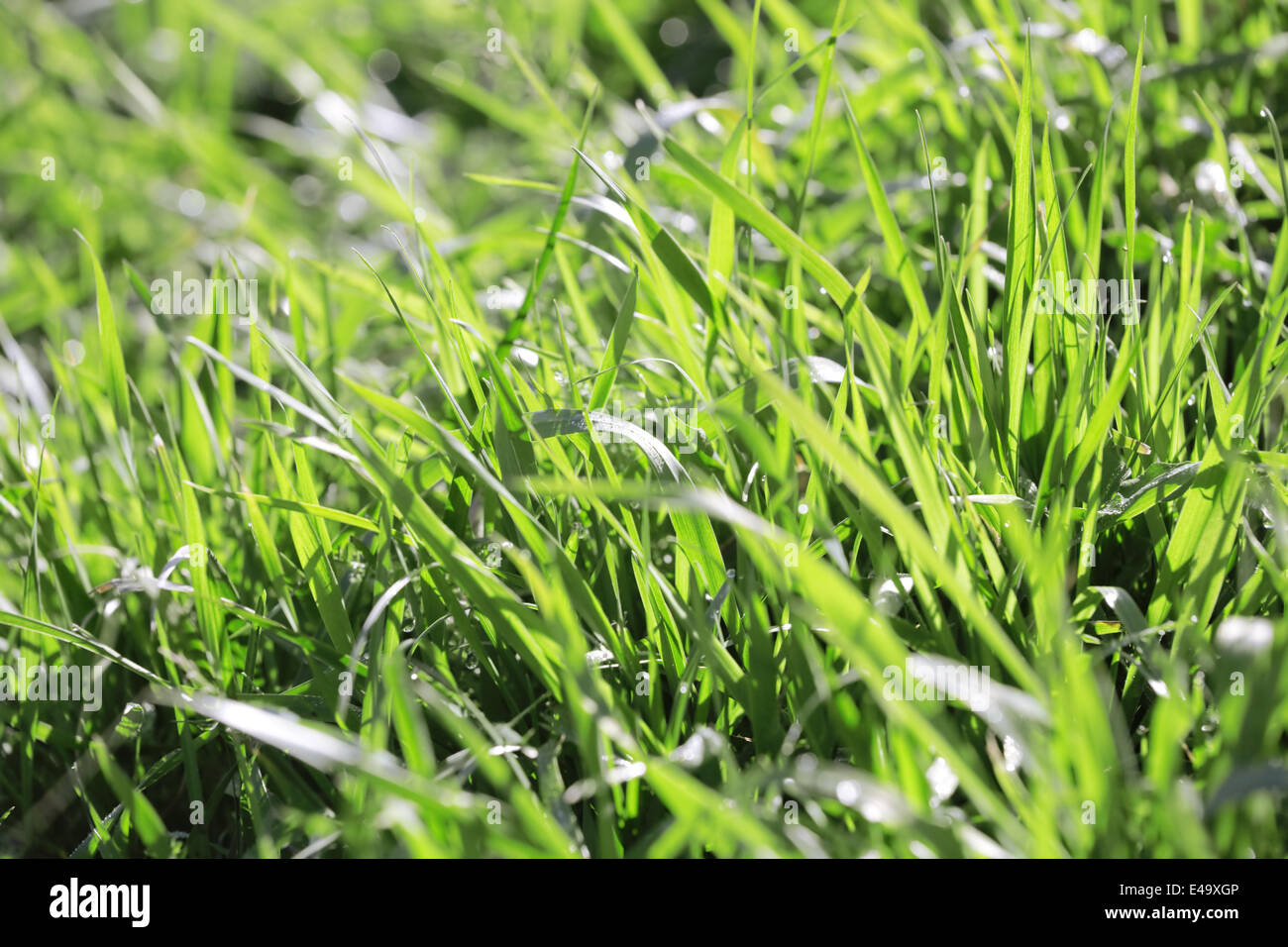 juicy green grass on the field Stock Photo - Alamy