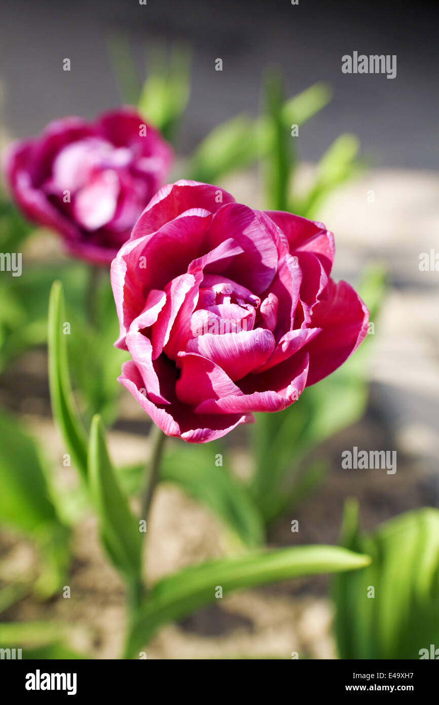 Large purple roses hi-res stock photography and images - Alamy