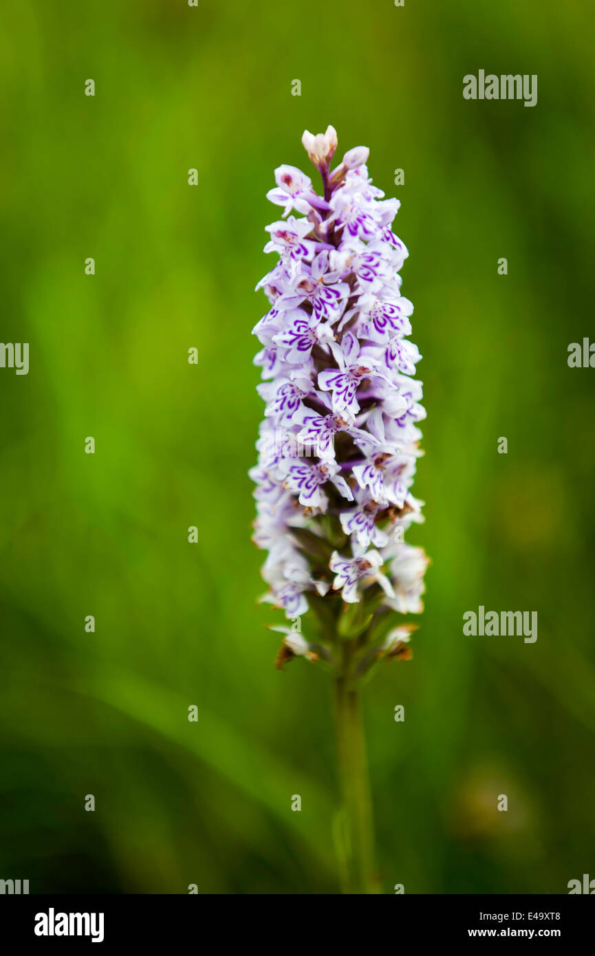 English wild orchid hi-res stock photography and images - Alamy
