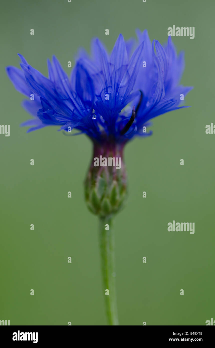 macro of cornflower on green background Stock Photo - Alamy