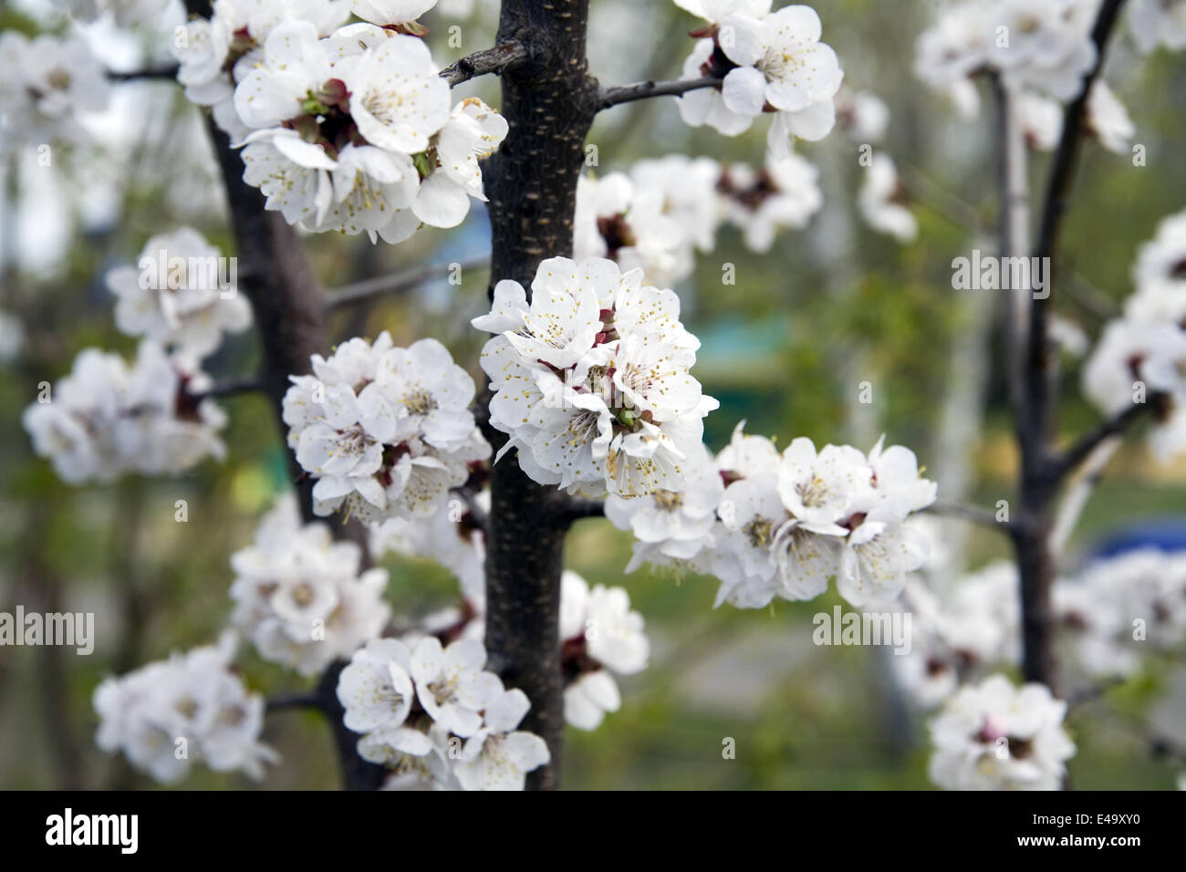 flowering branch of tree Stock Photo - Alamy