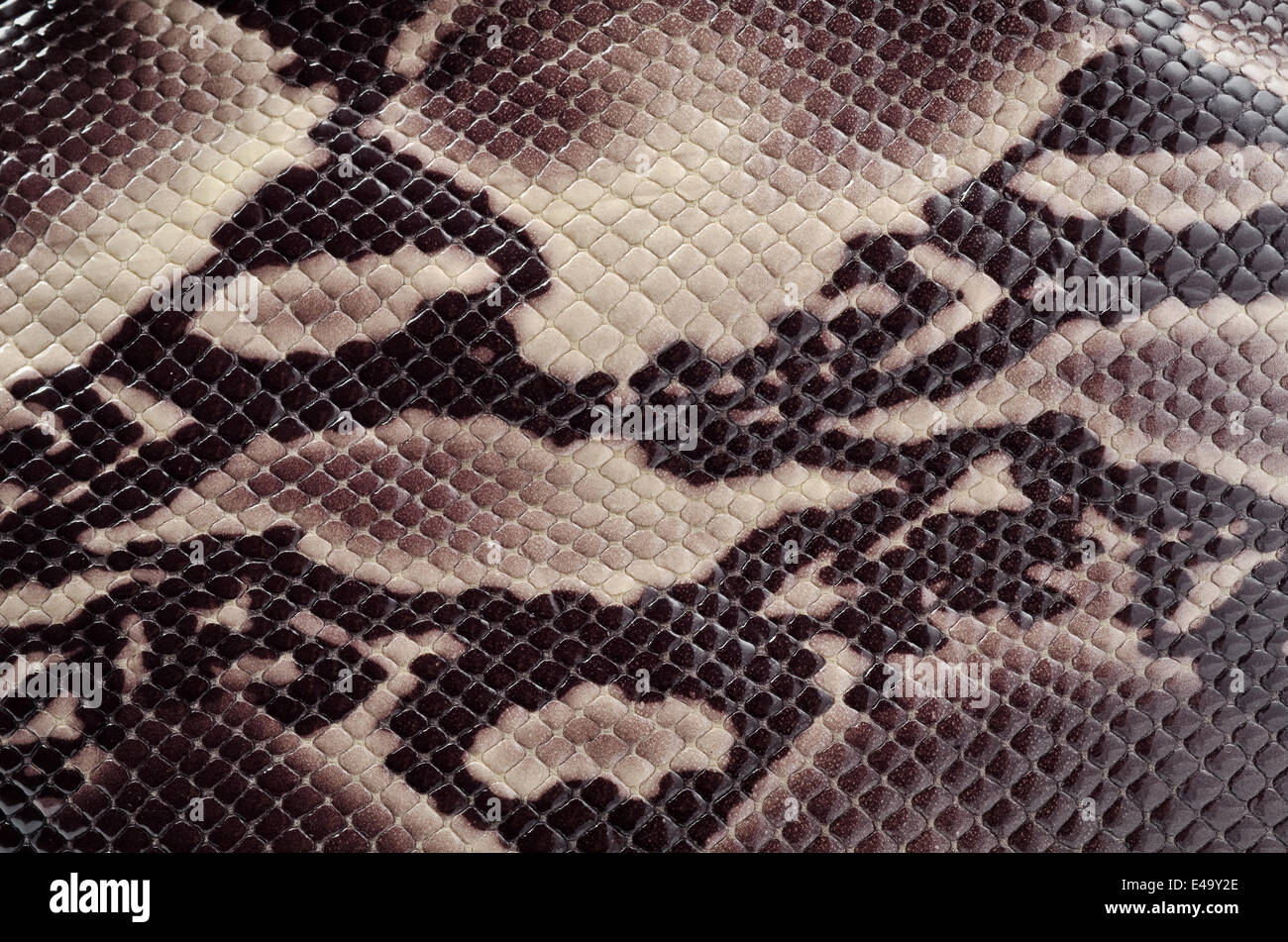 Snakeskin fabric hi-res stock photography and images - Alamy