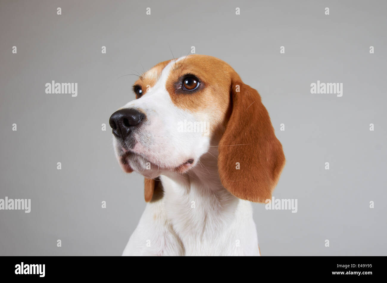 Beagle hound dog headshot hi-res stock photography and images - Alamy