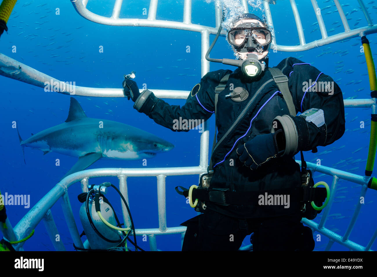 Mexico, Guadalupe, Pacific Ocean, scuba diver in shark cage with white ...
