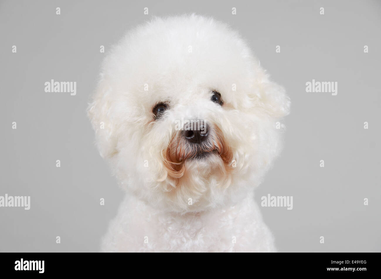 Portrait of a Bichon Frise dog, UK Stock Photo - Alamy